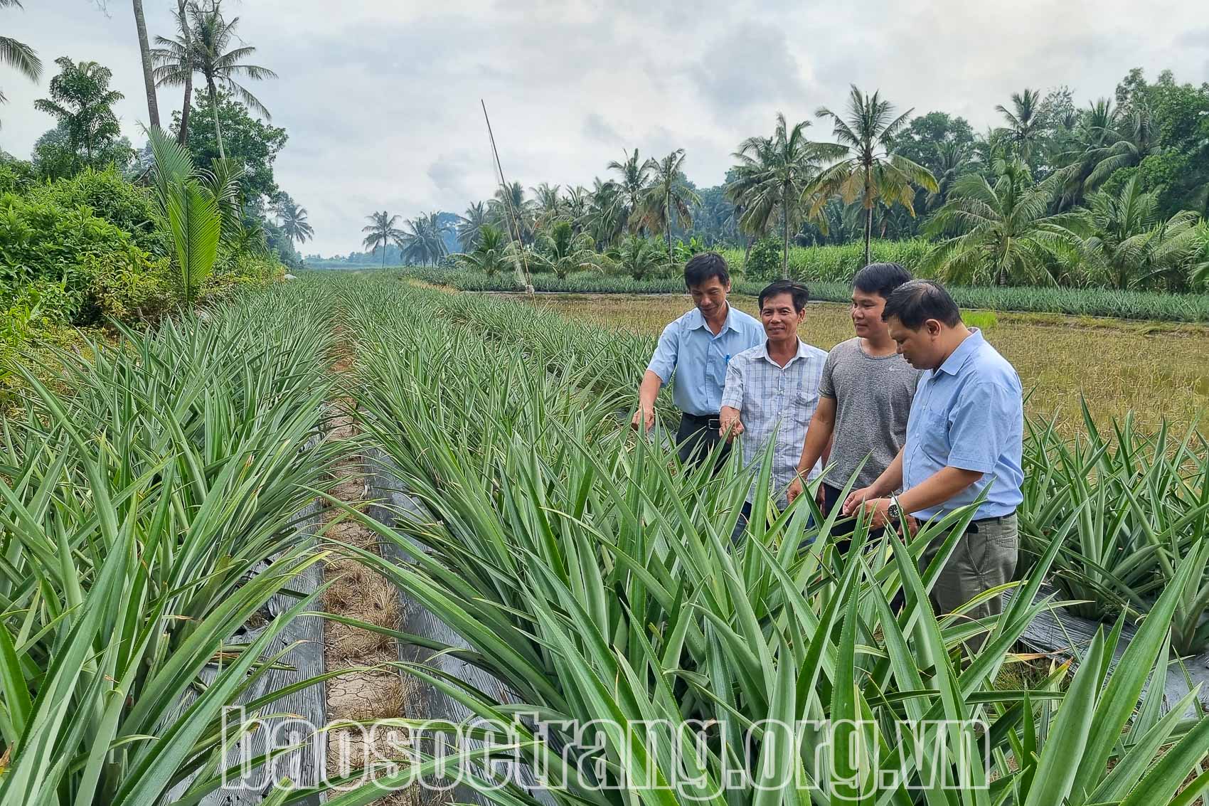 Cây khóm MD2 phát triển mạnh nhờ hợp đồng liên kết tiêu thụ